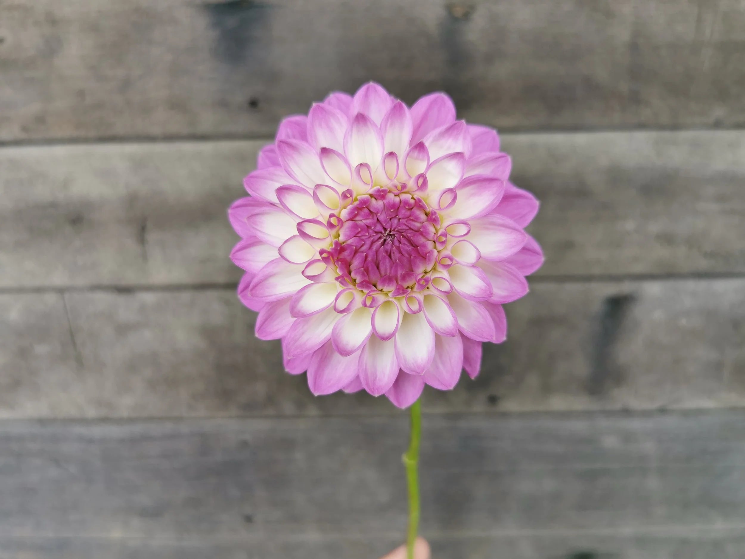 Le Batts Prime – Little Lagoon Farm